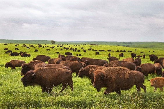 "Bison: From Near Extinction to Renewal & Recovery" Information and ...