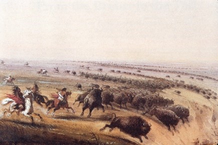 "Bison: From Near Extinction to Renewal & Recovery" Information and ...